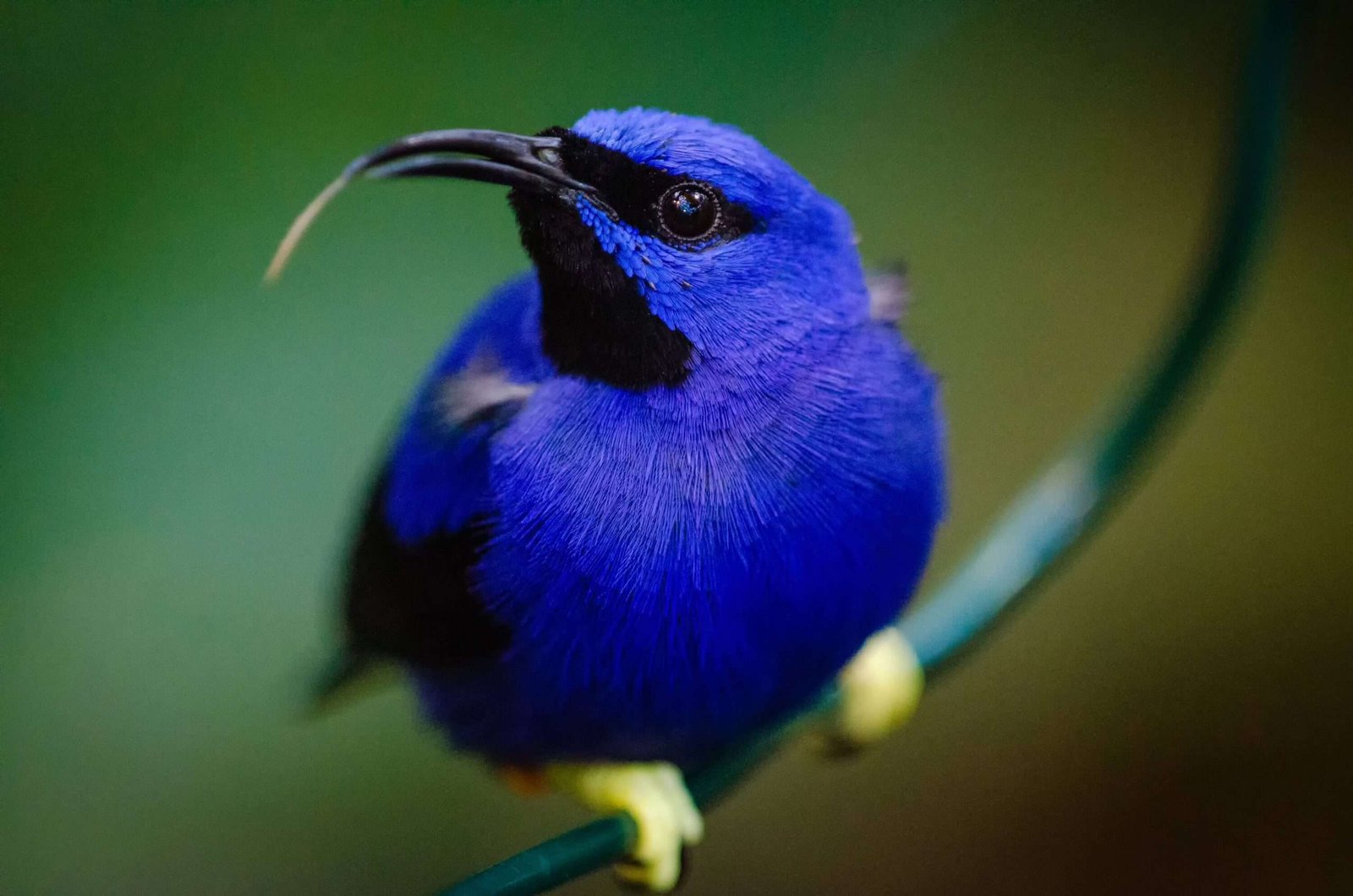 Celebrate July 4th with these all-American birds - Portal Riachão